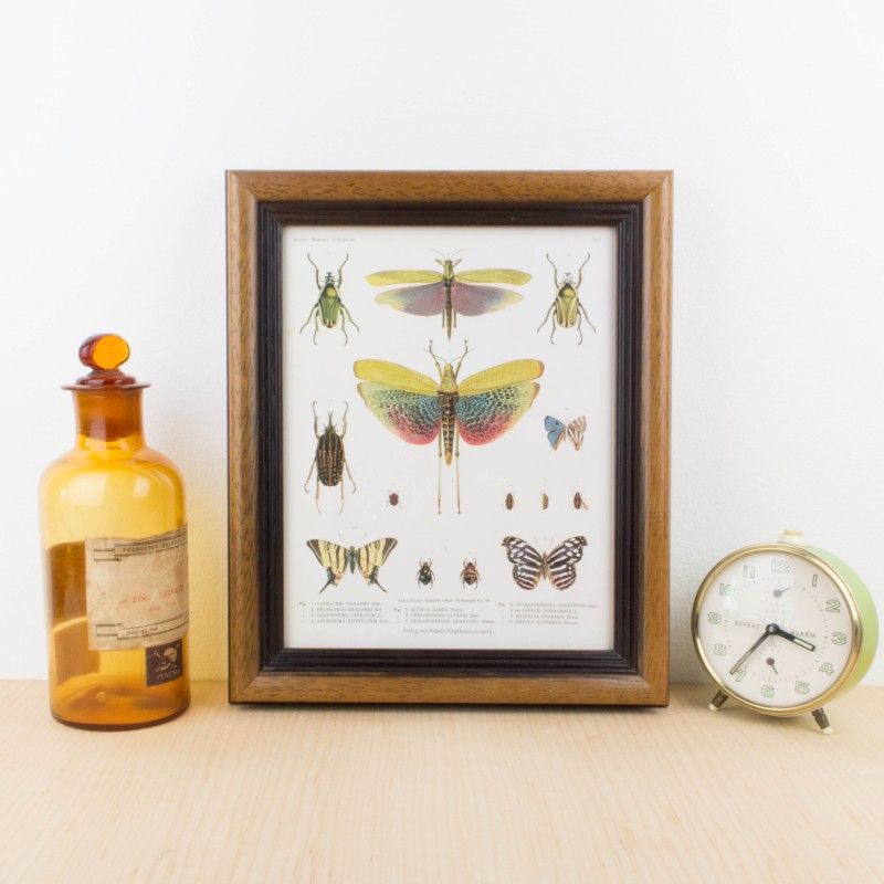 Lámina científica con insectos | Flora y fauna | Láminas y litografías